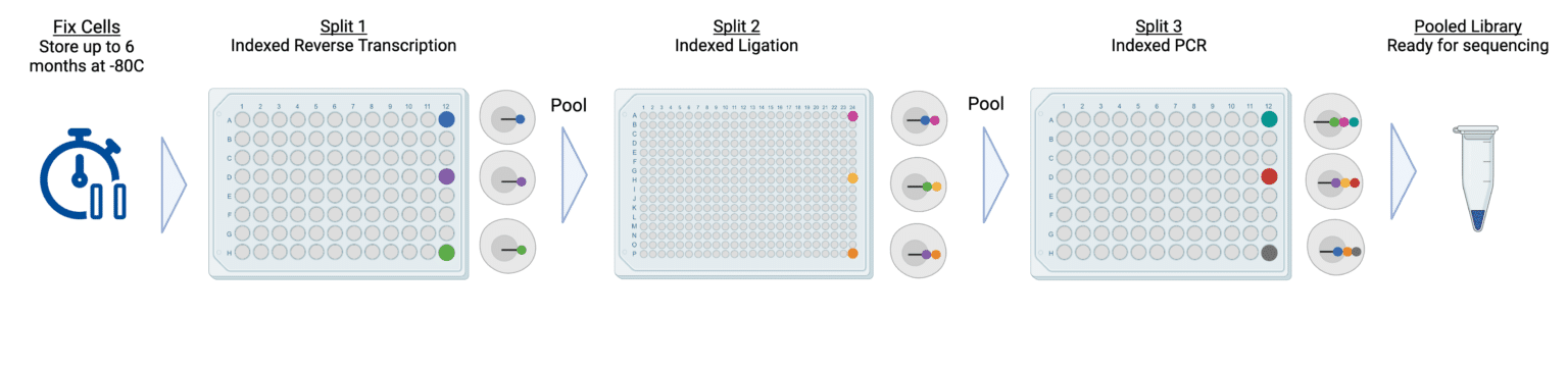 Single Cell RNA-Seq Kit | Scale Biosciences