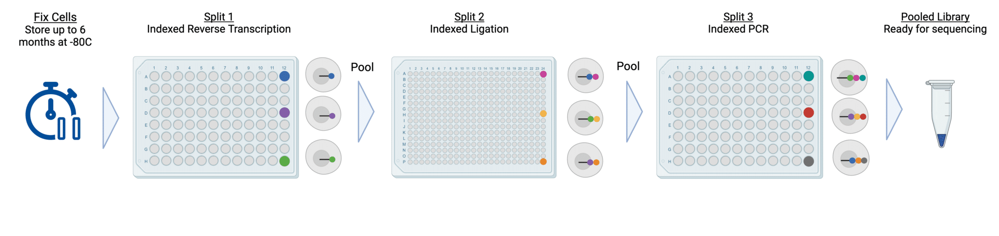Single Cell RNA-Seq Kit | Scale Biosciences