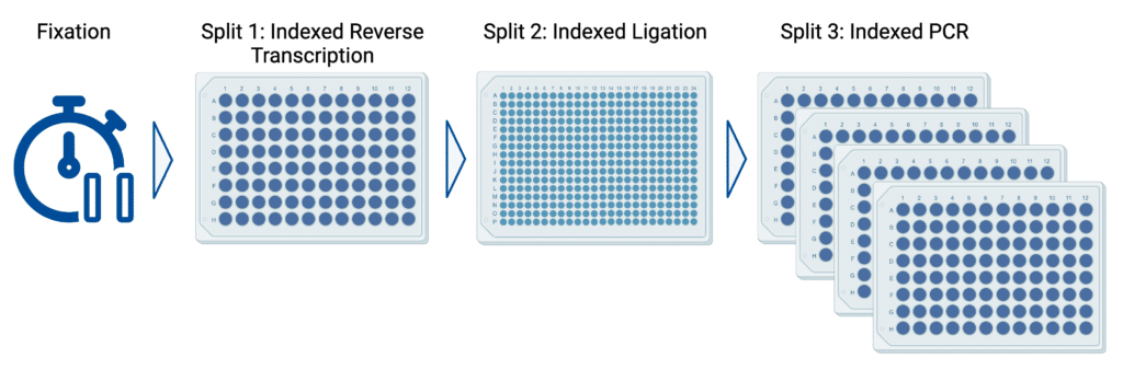 Single Cell RNA-Seq Kit | Scale Biosciences