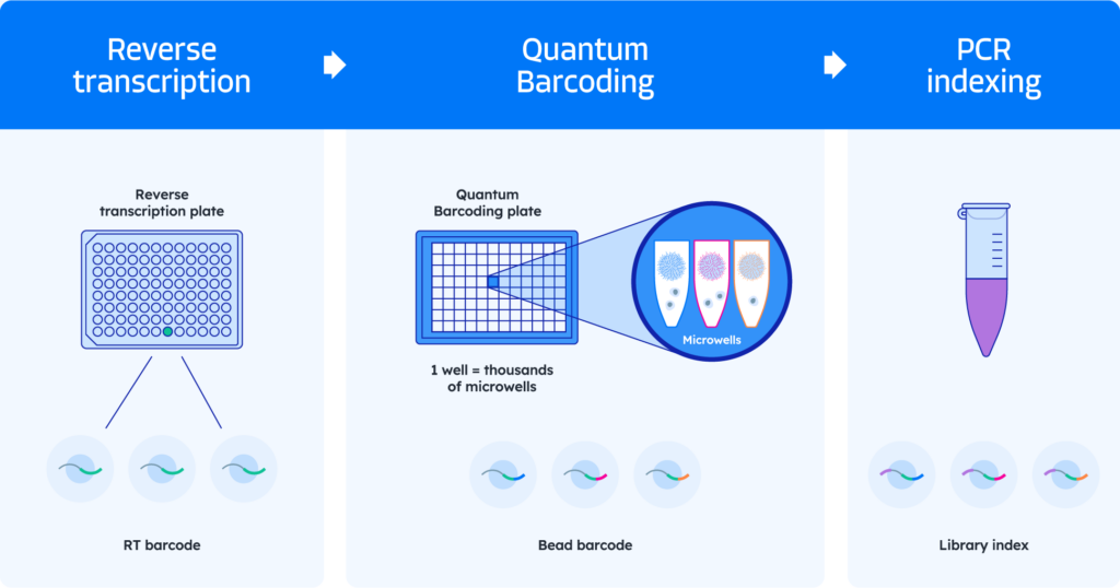 Quantum Barcoding Technology | Scale Biosciences